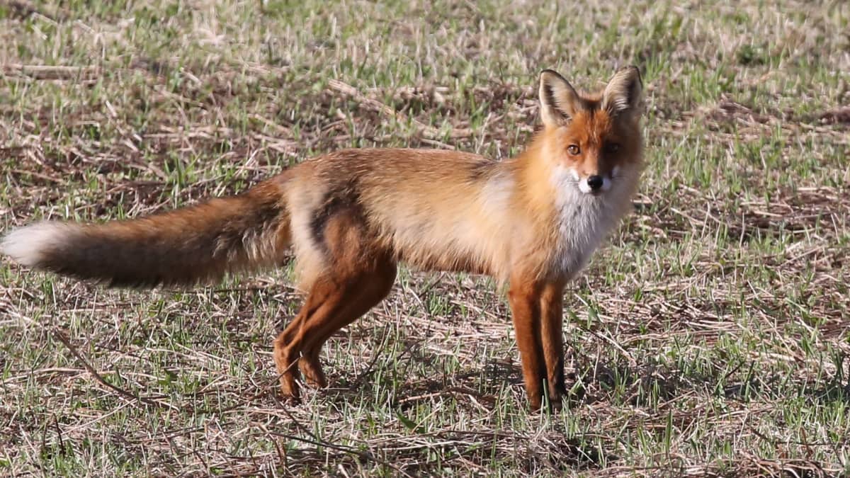 Finland finds bird flu in wild mammals | Yle News | Yle