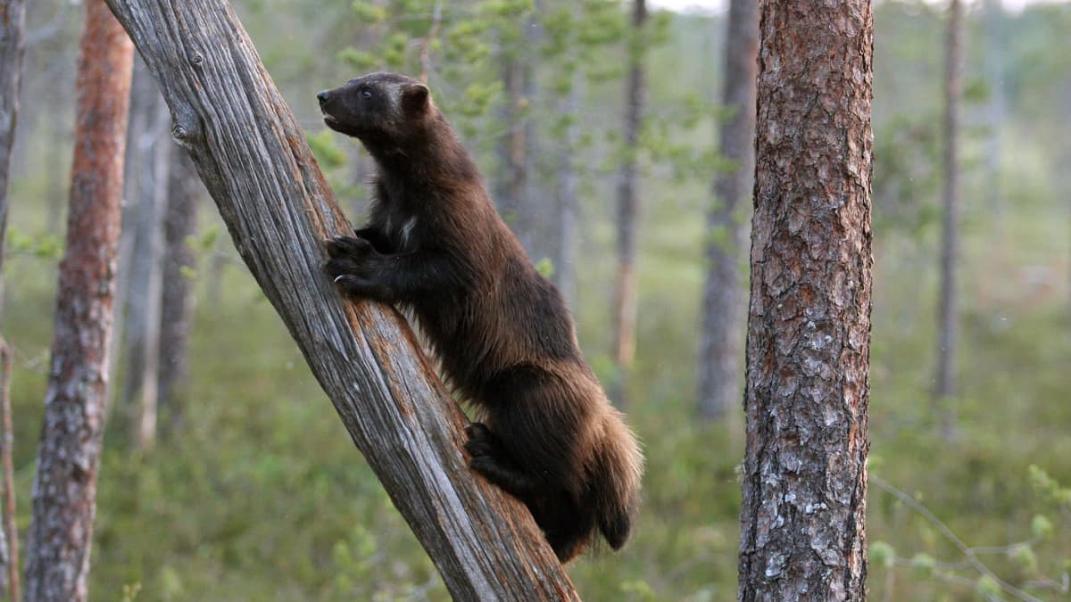 Patrol spots rare wolverine along Finland's border with Russia | Yle