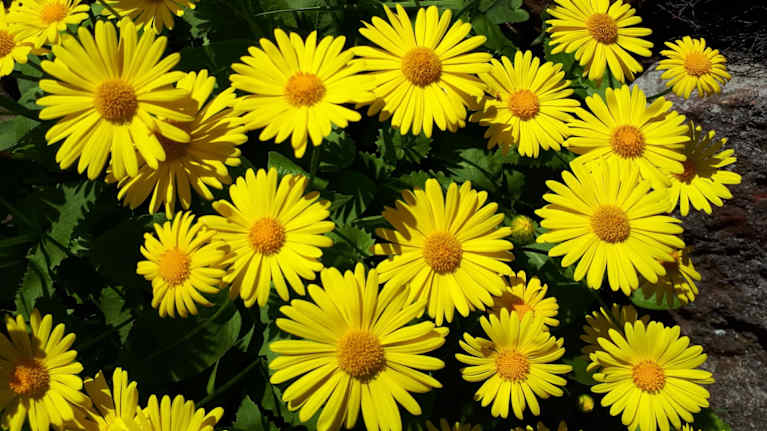 Mormors rabatt var frisk, frodig och färggrann – ta modell och lyckas ...