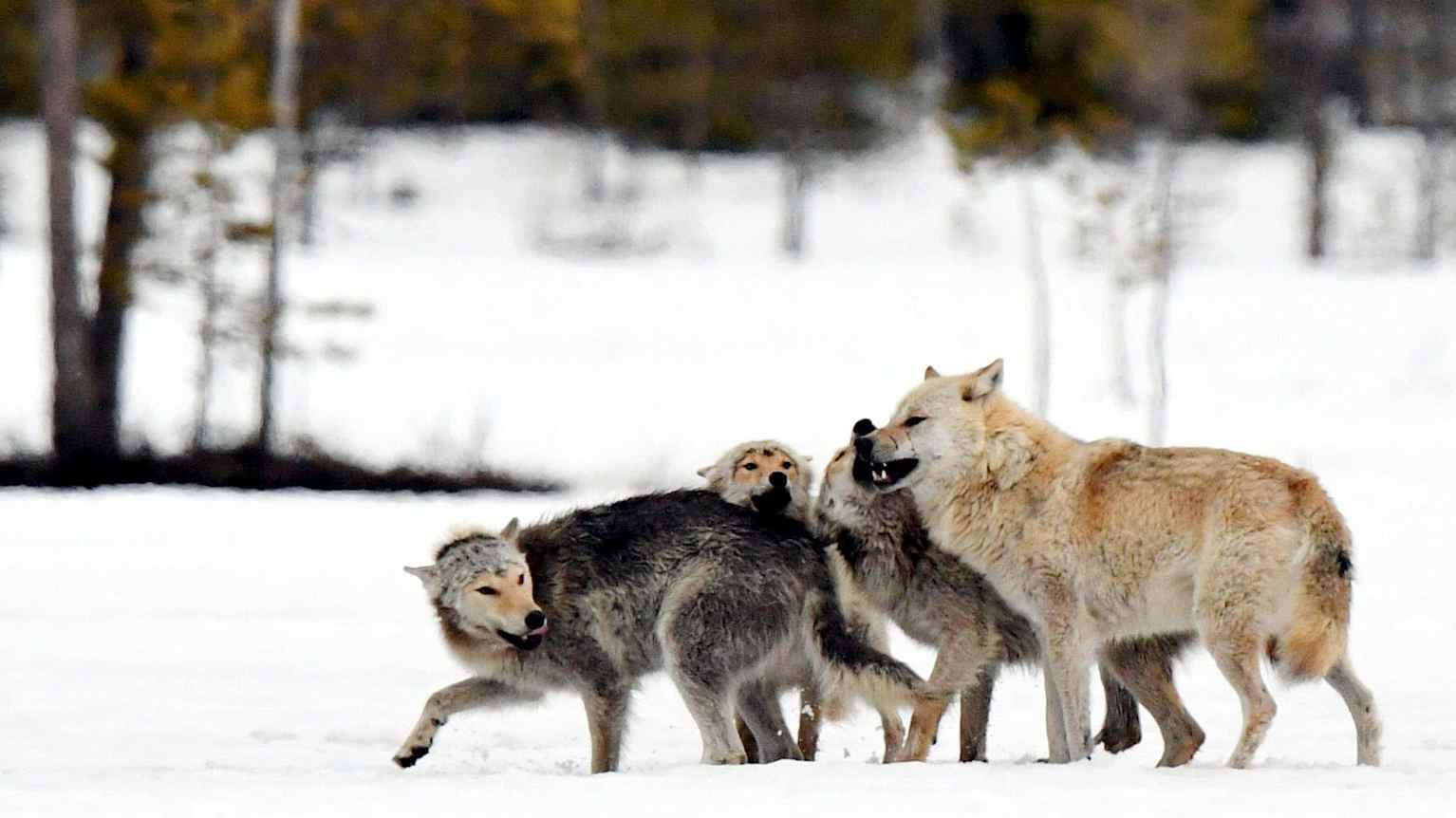 wolf protecting another wolf