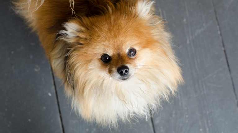 Gratis påsar för hundbajs i Sibbo | Östnyland | Svenska Yle