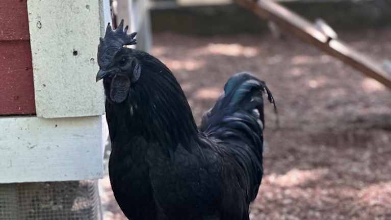 Kuva näyttää harvinaisen kukon, joka on täysin musta – Tampereen yli 80 ...