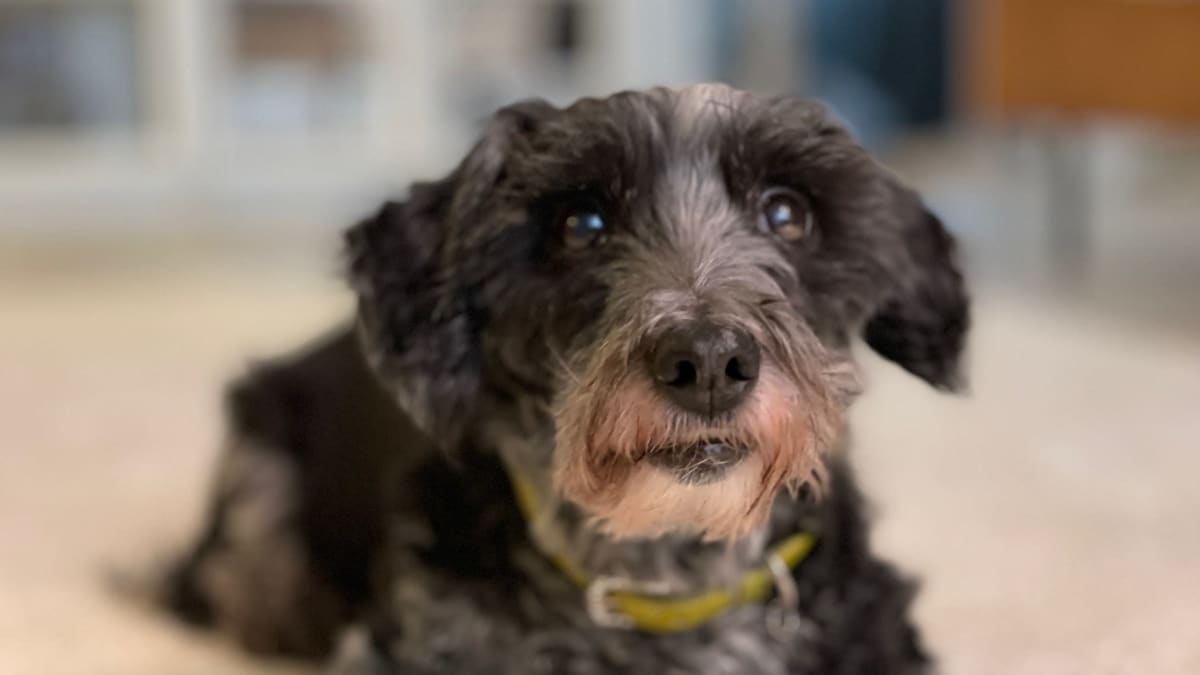 Lemmikkejä hylätään entistä enemmän – eläinsuojeluneuvoja: ”Välttämättä ...