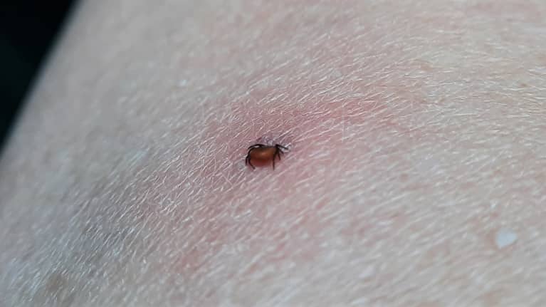 Punkkien vyöry iski Lappiin – edes kumisaappaat ja sadetakki eivät ...