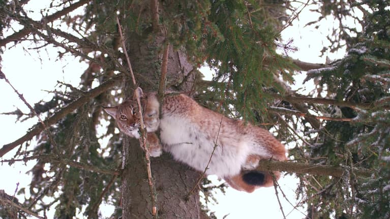 Aterialta yllätetty ilves pakeni Tomi Järvistä korkeuksiin – katso ...