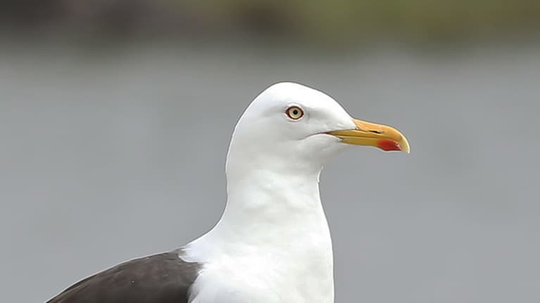 Selkälokki Seela on lentänyt muuttomatkallaan jo lähes 7 000 kilometriä ...
