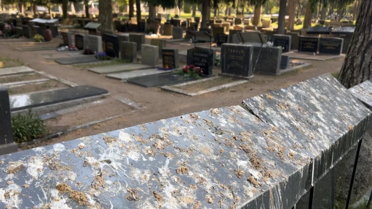 Mustavaristen ulostetykitys jatkuu hautausmaalla Porissa – pesien ...