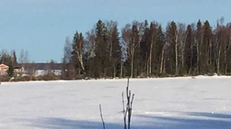 Varg på isen norr om Replotbron | Österbotten | Svenska Yle