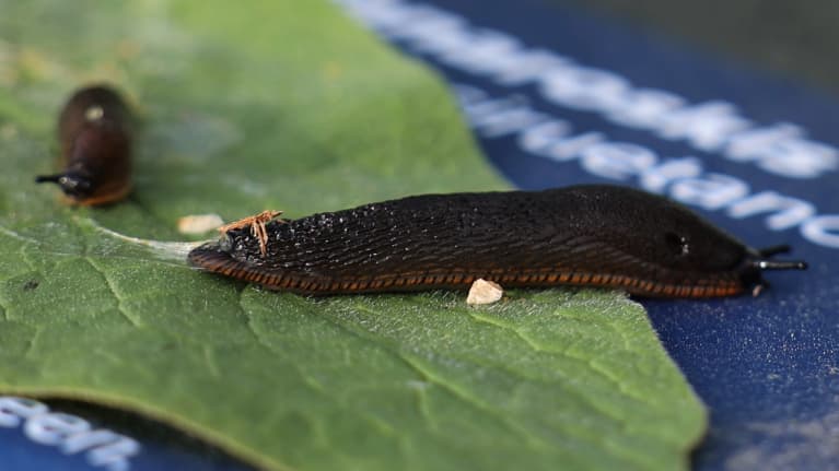 Espanjansiruetanoiden tuhoamisessa kaikkien apu on tarpeen ...