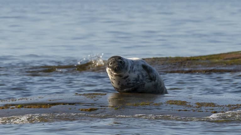 Lähes 20 hyljettä löytynyt kuolleena – syy tuskin on sinilevä, mutta ...