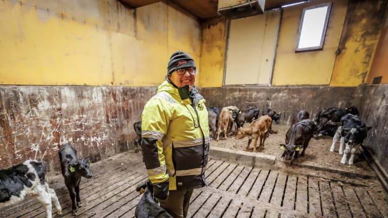 Naudanlihantuottaja Lauri Juntunen seisoo navetassa pienten vasikoiden ympärillä.