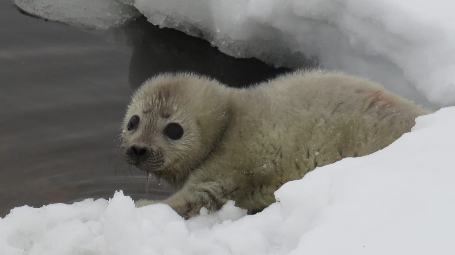 ringed seal