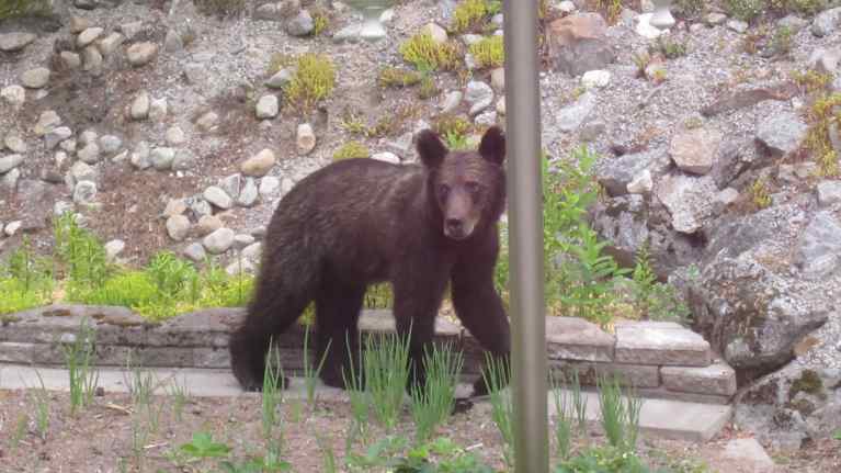 Björn sågs i Runsor i Vasa | Österbotten | Svenska Yle