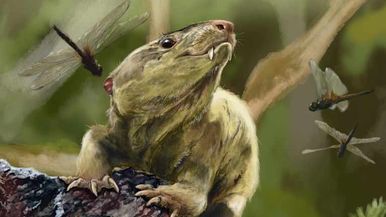 När det jordiska livet nästan dog ut totalt: Perm-trias-massutdöendet ...