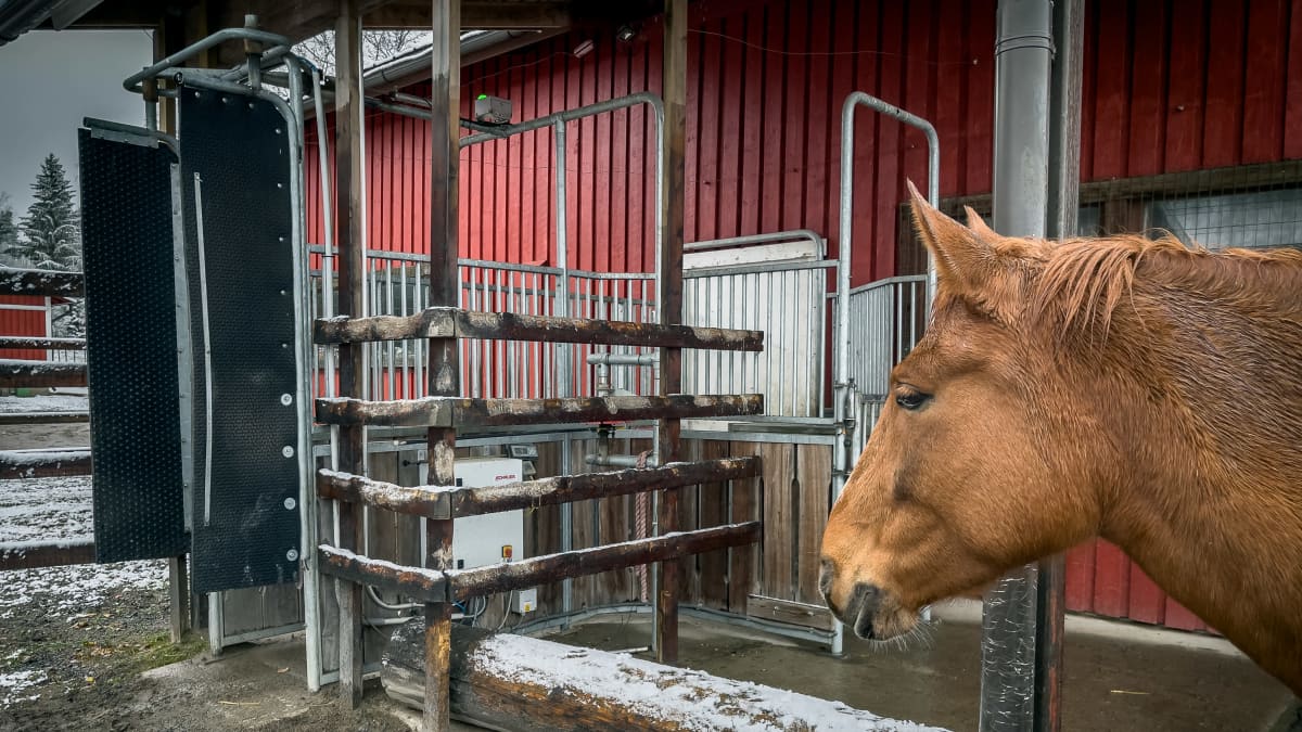Hevosten vointi herättää kysymyksiä yhä useammin – hevosala vastaa ...