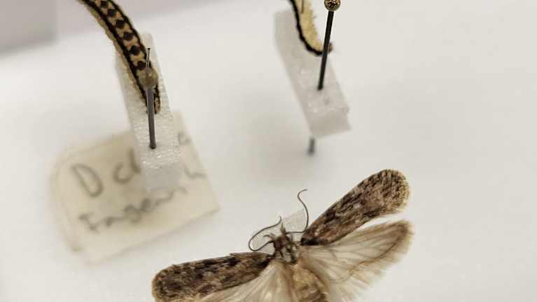 Koiperhonen uhkaa lähes 300 miljoonan euron rakennushanketta ...