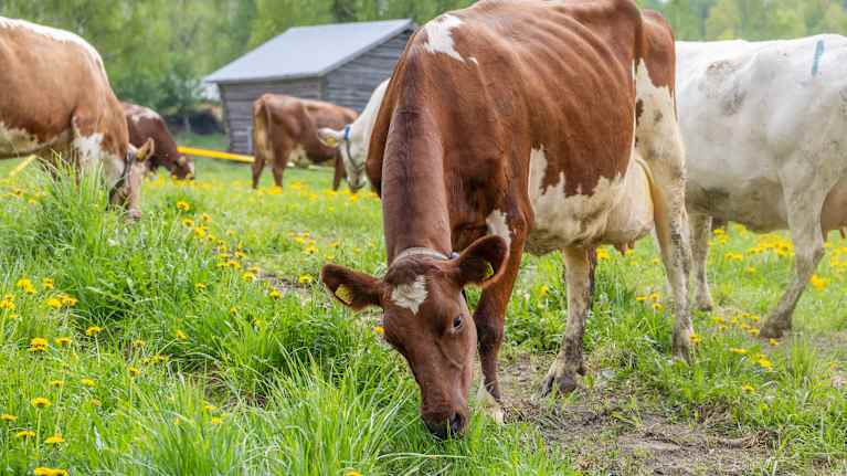 Pohjalaiskuntiin kaavaillaan biokaasulaitosta – raaka-ainetta löytyy ...