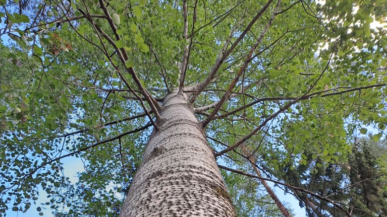 Törmäsitkö erikoiseen puuhun tai siirtolohkareeseen? Kuka tahansa voi ...