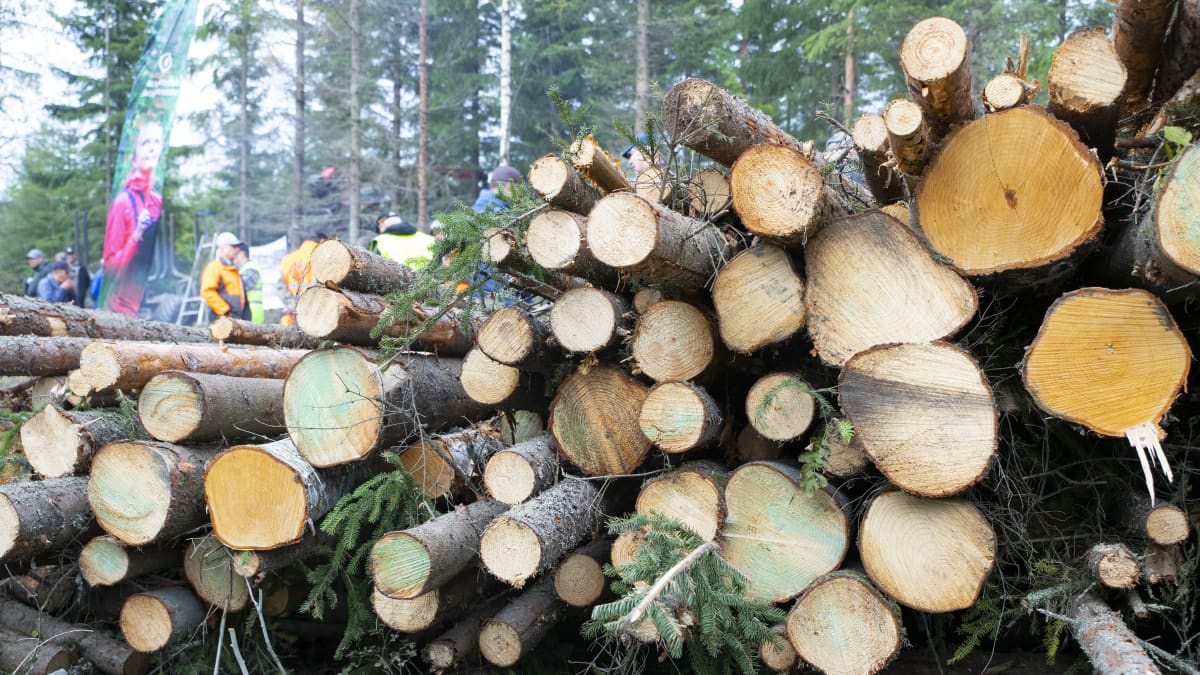 Metsänomistajan pienpuulle on nyt kysyntää ja vaihtoehdot lisääntyvät ...