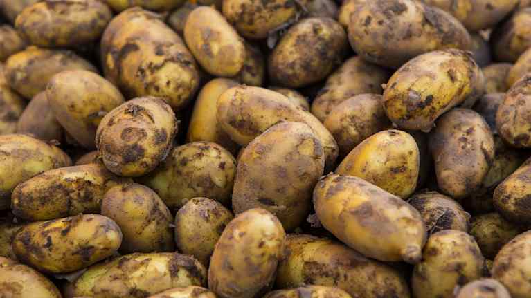 Nypotatisen är i jorden tidigare än vanligt i Pargas – om allt går ...