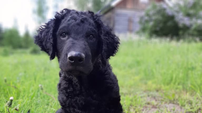 Koirien rekisteröintipakko alkaa reilun kuukauden päästä – tätä se ...