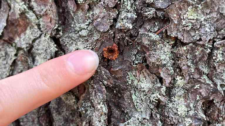 Kirjanpainajan tuhot metsissä ovat lisääntyneet viime vuosina | Uutisia ...