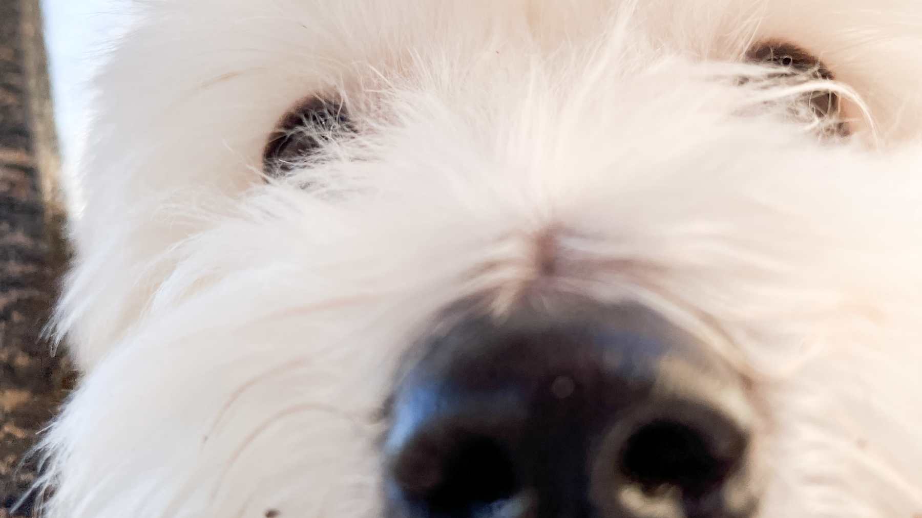 Tove-koira tuotiin laittomasti maahan ja se lähes kuoli – Janika ...