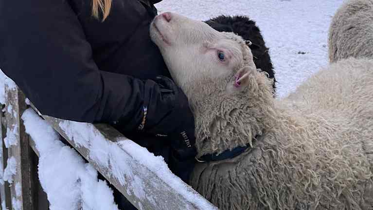 Juukalais­lampaat Kenai, Bambi ja Ronno näyttelevät Kullervon tarinassa ...