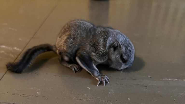 Lidlin muovipussista löytyi elävä liito-oravan poikanen – katso ...
