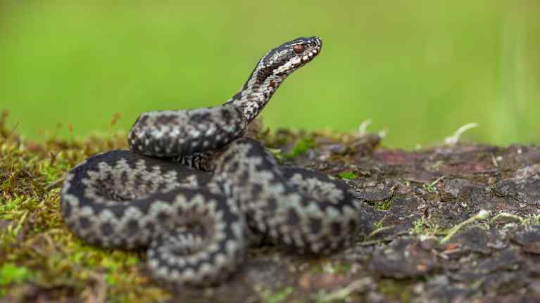 Maskrosor blommar och getingar surrar – många tidiga vårtecken i år ...