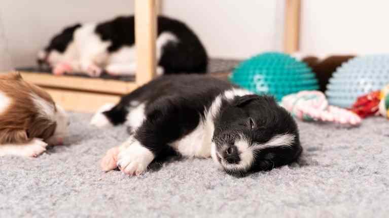 Tältä näyttää Pentuliven neliviikkoisten pentujen päivä kuvina | Pentulive | Yle