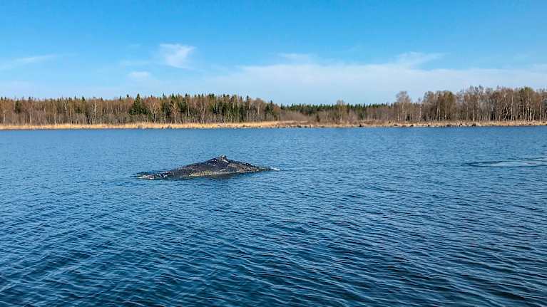 Val fastnade i ryssja norr om Bergö | Österbotten | Svenska Yle