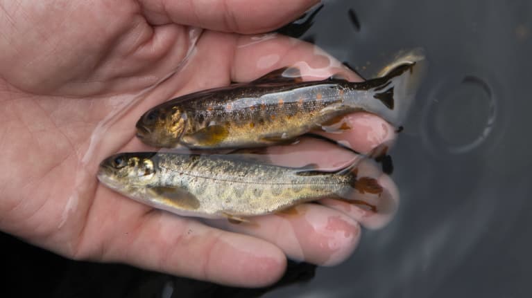 Borgå sportfiskare planterade ut 3 000 havsöringar vid Emsalö ...