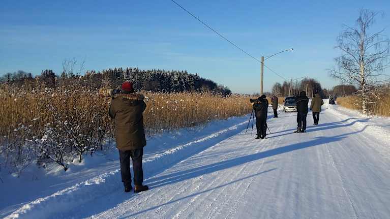 Sällsynt fågelgäst i Borgå | Östnyland | Svenska Yle