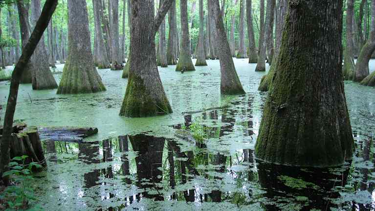 När det jordiska livet nästan dog ut totalt: Perm-trias-massutdöendet ...