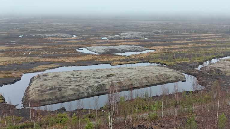 Valkoposkihanhet aiheuttavat merkittäviä satotappioita Pohjois-Karjalan ...