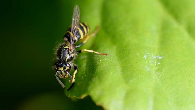 Kolea alkukesä on voinut hidastaa ampiaispesien kasvua | Uutisia ...