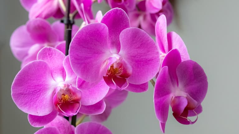 Saitko sinäkin orkidean, joka nuupahti kukinnan jälkeen? – Näin orkidea ...