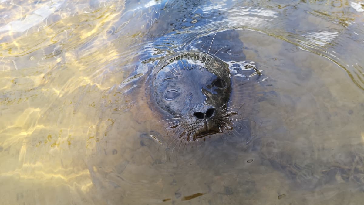 Norppa on Saimaan symboli, jonka kohtaaminen ilahduttaa monia | Etelä ...