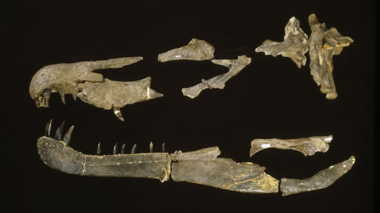 Ensimmäinen dinosaurus sai nimensä 200 vuotta sitten – testaa tietosi ...