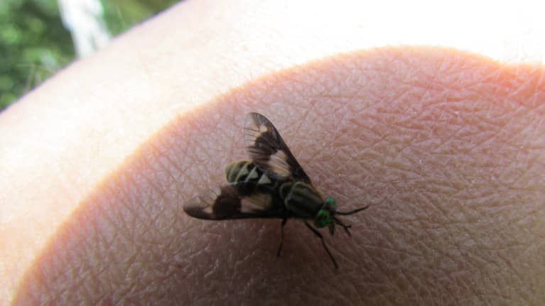 Också andra insekter än fästingar kan sprida borrelios - men risken är ...