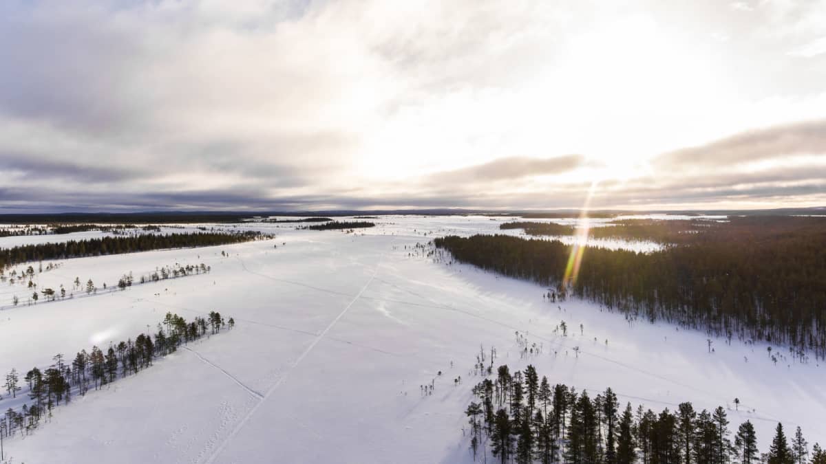 Inarissa kasvaa metsä, jonka ainutlaatuisuus päihittää monet olemassa ...