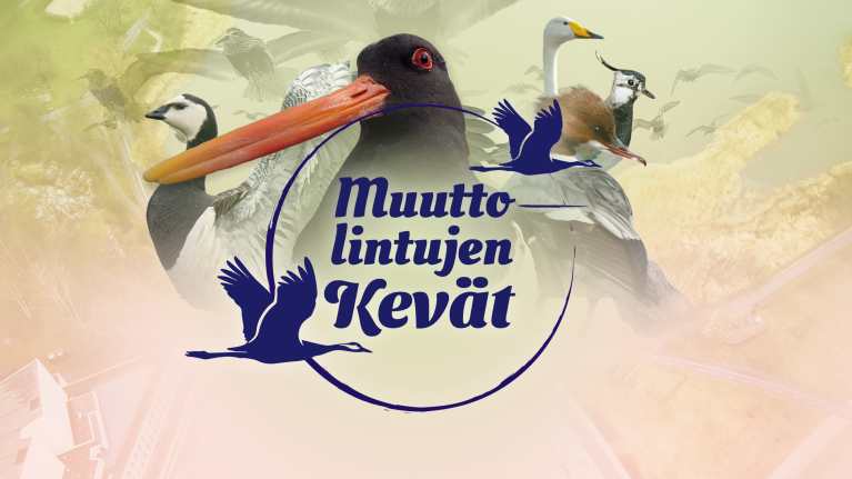 Lintujen muutto on vilkkaimmillaan – tule mukaan seuraamaan ...
