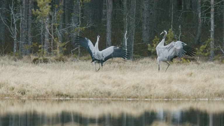 Tranan – en av våra mest fascinerande fåglar | Natur | Svenska Yle