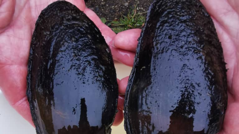 Näistä syistä raakku on erittäin uhanalainen – ja elintärkeä | Luonto | Yle