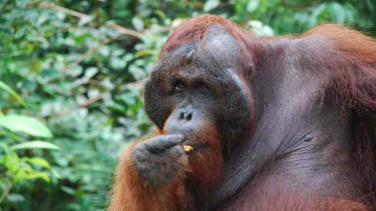 Palmoljeplantager tar över regnskogen på Borneo – orangutangerna ...