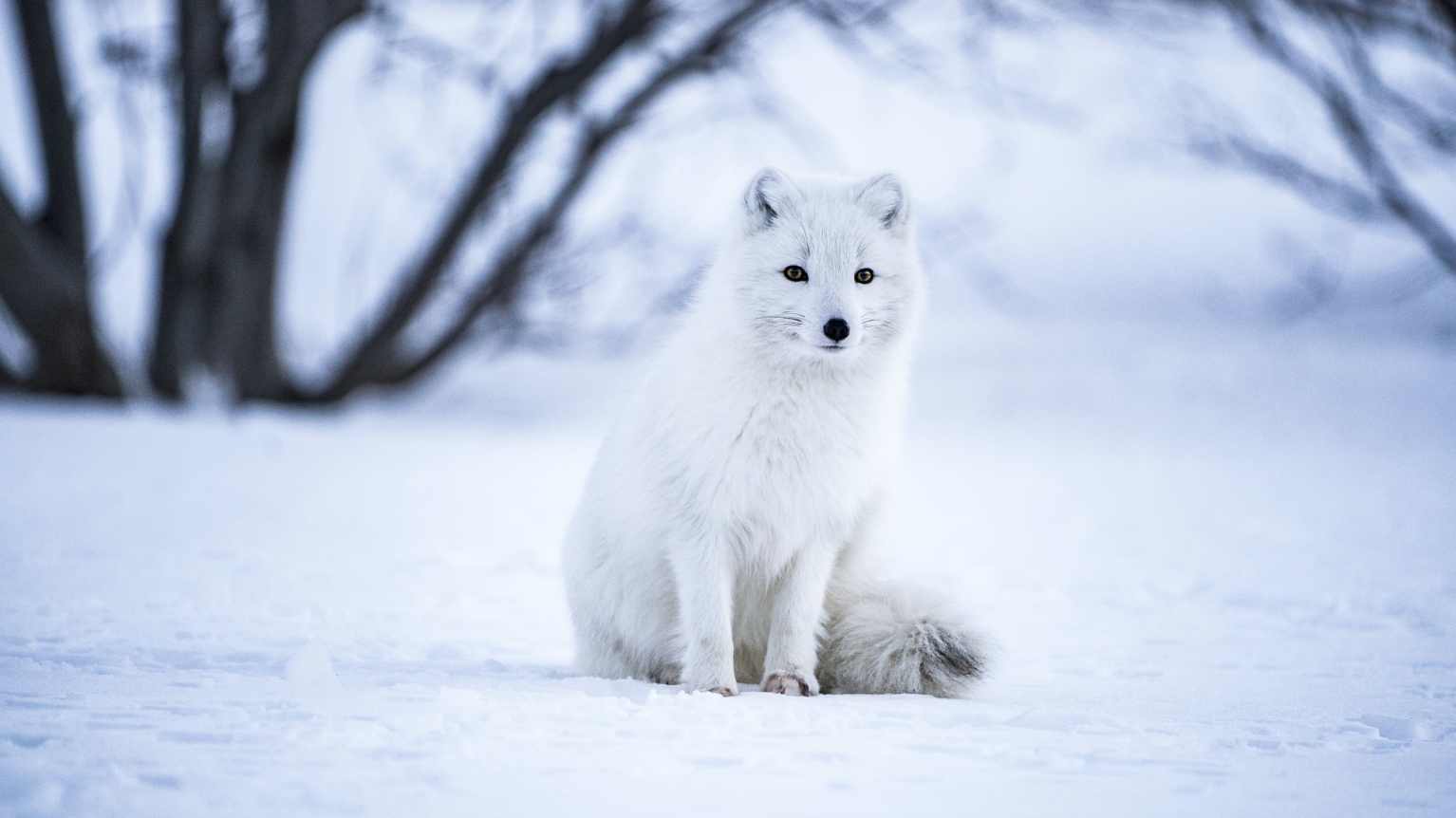 arctic fox sample pack