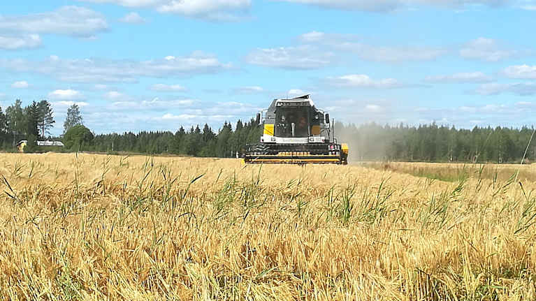 Viljojen puinnit ovat Pohjois-Savon pelloilla hyvässä vauhdissa ...