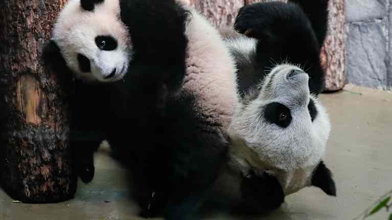 Två nya jättepandor mumsar nu på bambu i Madrids zoo – jättepandan är ...