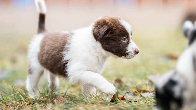 Pentuliven pennut ovat aloittaneet ulkoilun – näin se sujuu | Pentulive | Yle